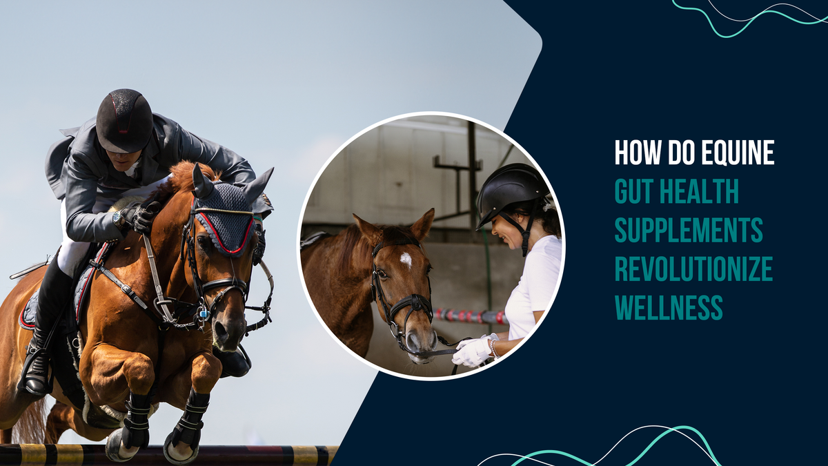 Top Gut Health Supplements for Horses | ProElite GutBiome