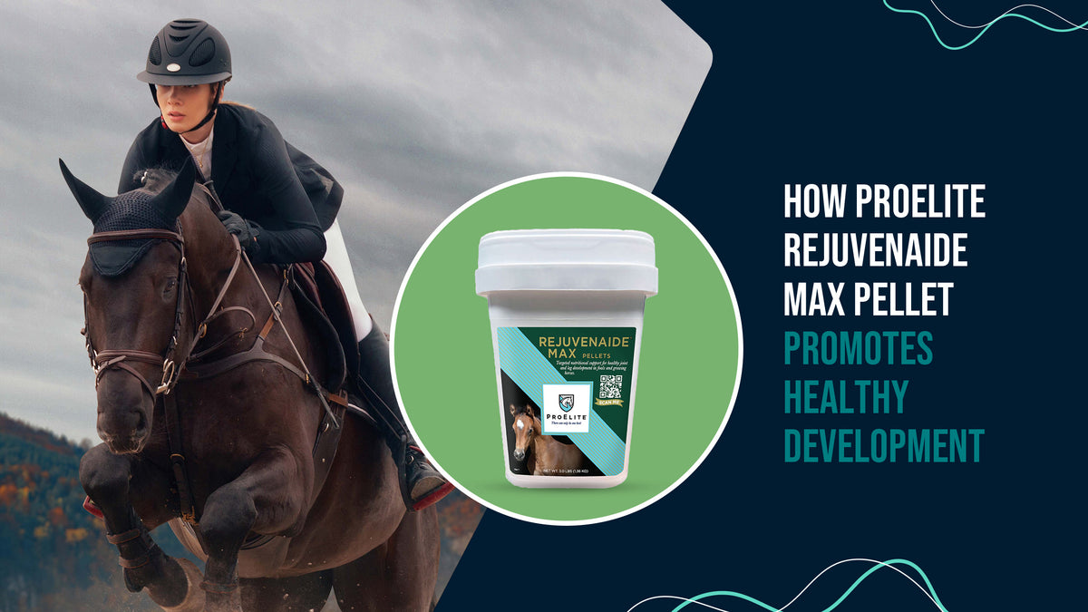 ProElite Rejuvenaide Max Pellet: Support for Healthy Horses