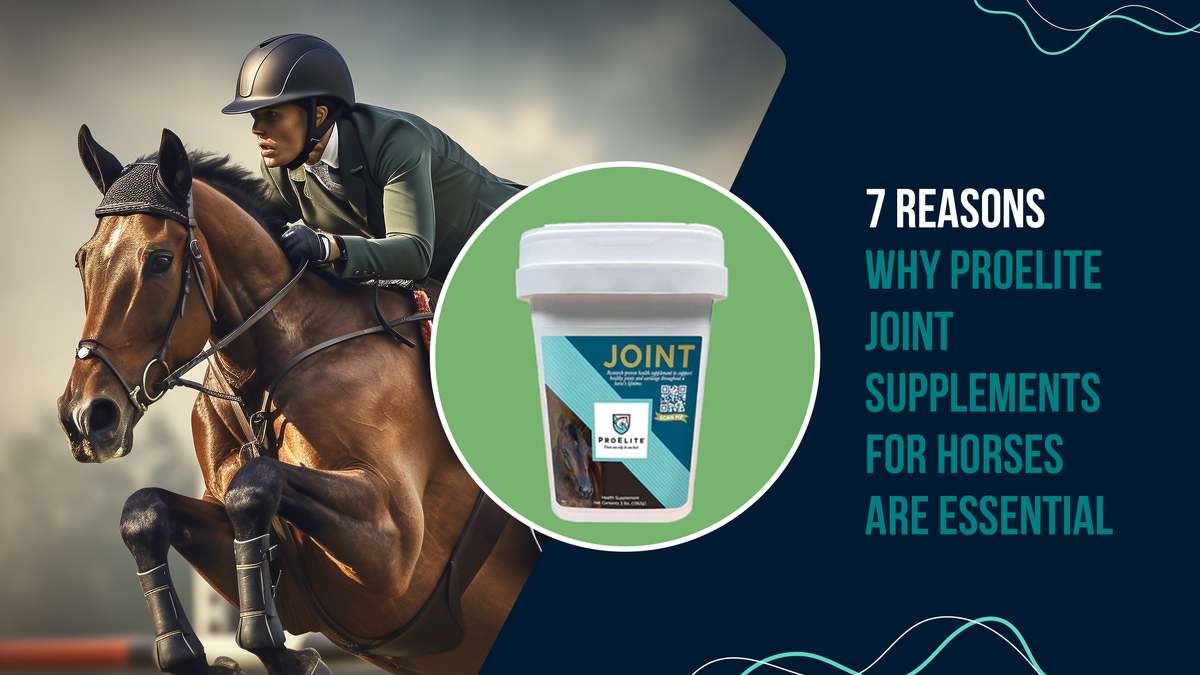 Explore the Best Horse Joint Supplements for Optimal Health