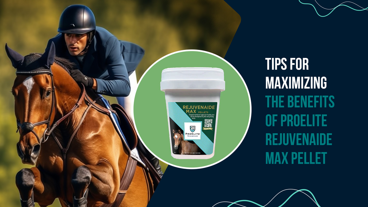 Maximize Horse's Health with ProElite Rejuvenaide Max Pellet